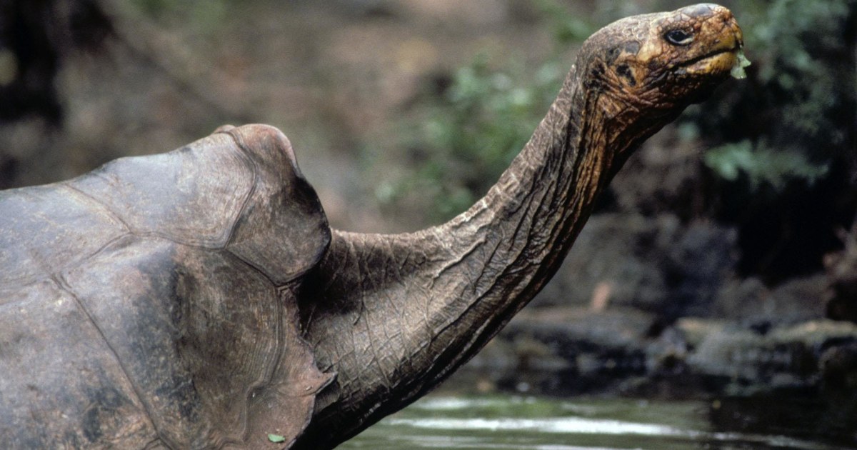 What giant tortoise Lonesome George's genome can teach us about longevity