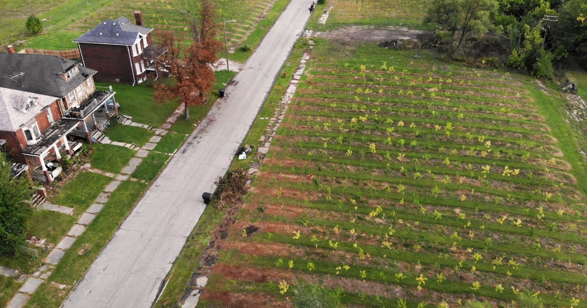 This tree farm is bringing life back to Detroit’s east side