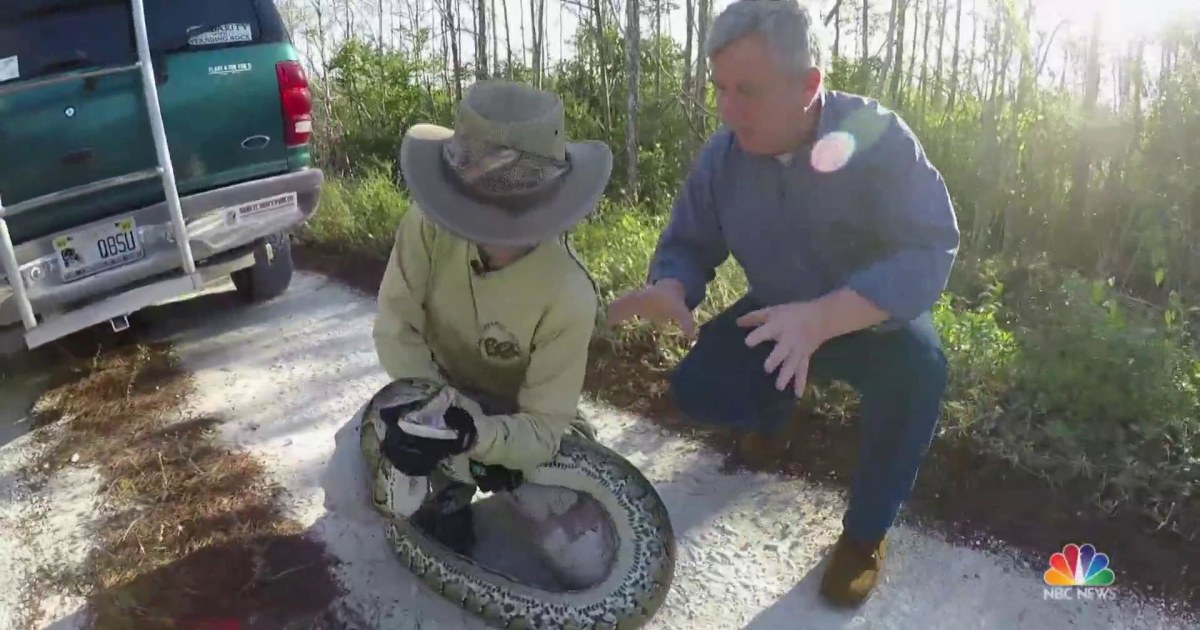 Snake bounty hunters battle invasive Burmese pythons in Florida Everglades