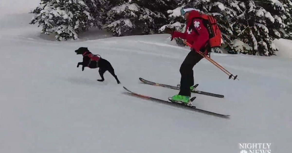 Meet the canine rescuers saving lives after avalanches