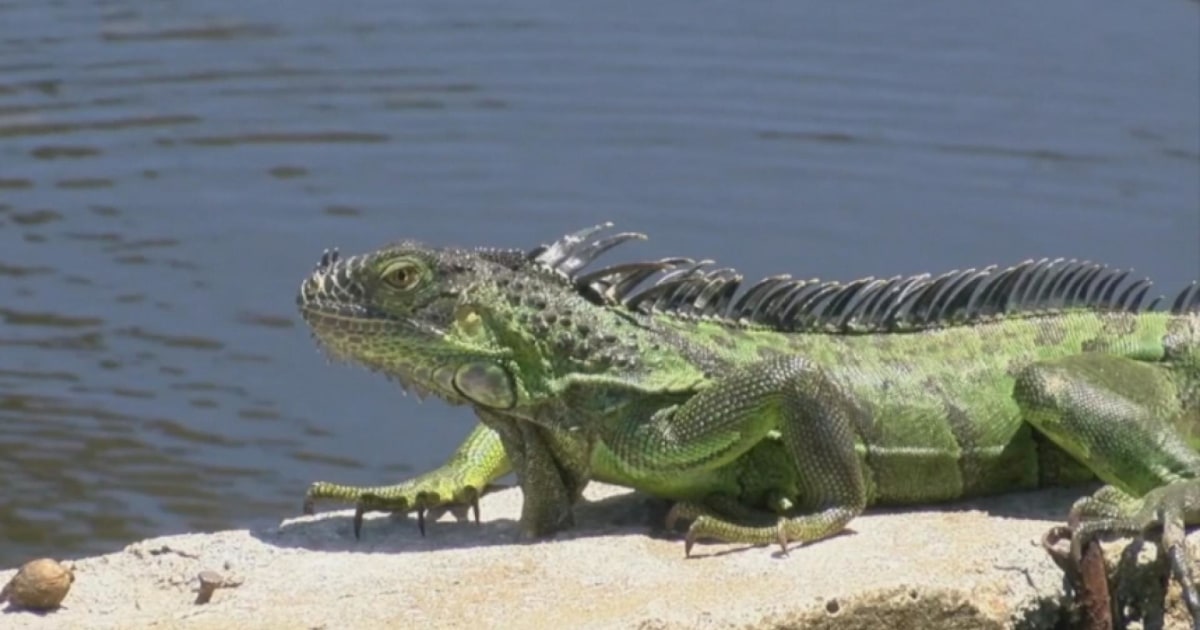 Iguanas become pesky invasive species, reptiles invade West Palm Florida