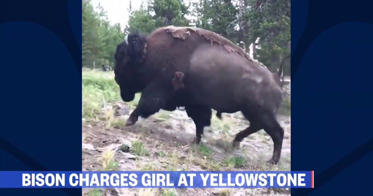 National Park Service issues bison warning