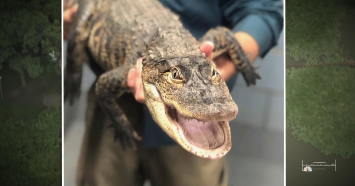 Chicago's elusive alligator 'Chance the Snapper' finally caught