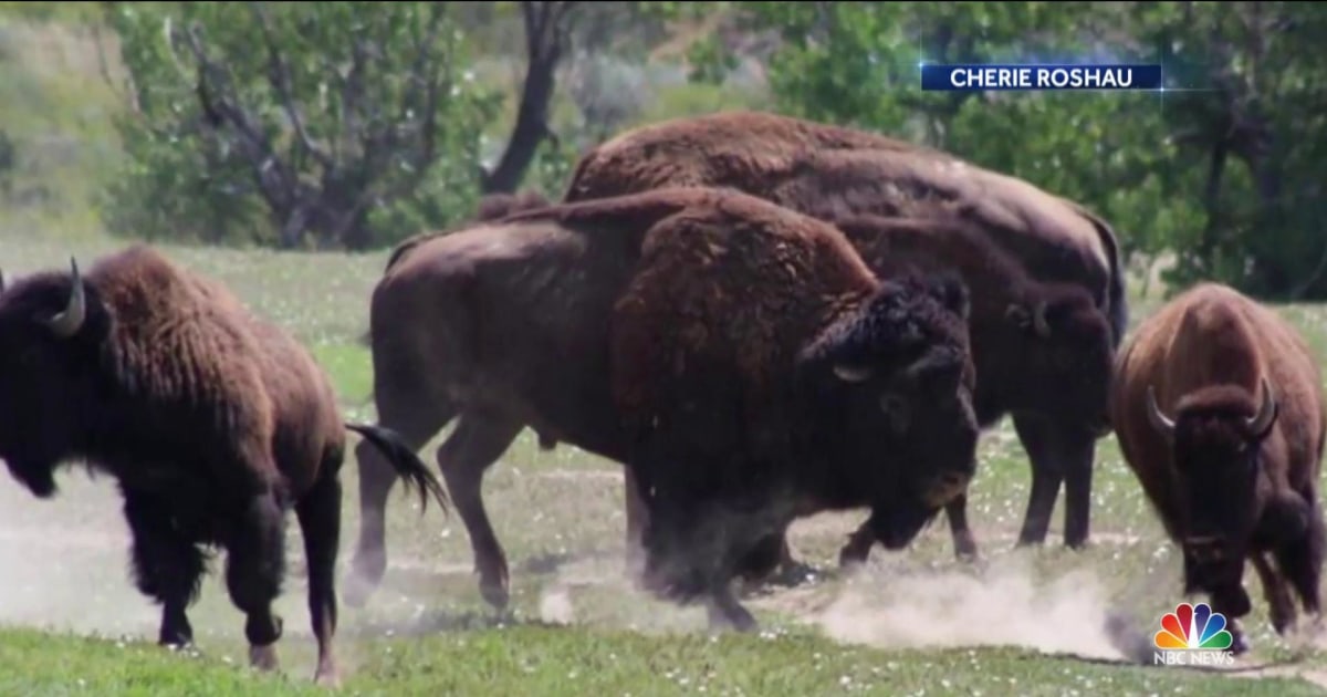 Colorado teen recovering after another bison attack at a National Park