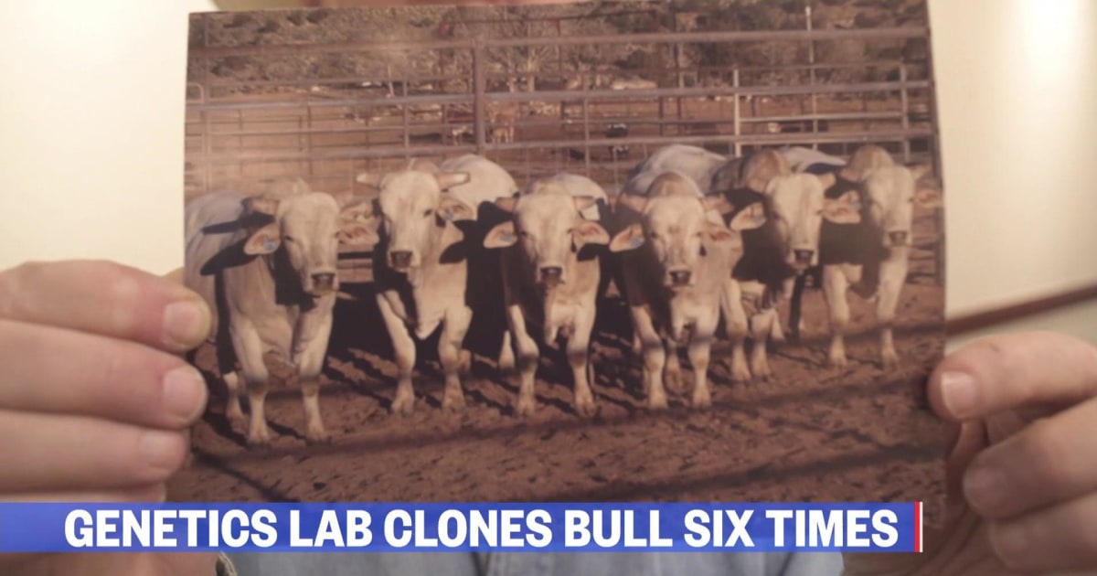 This bull was cloned six times