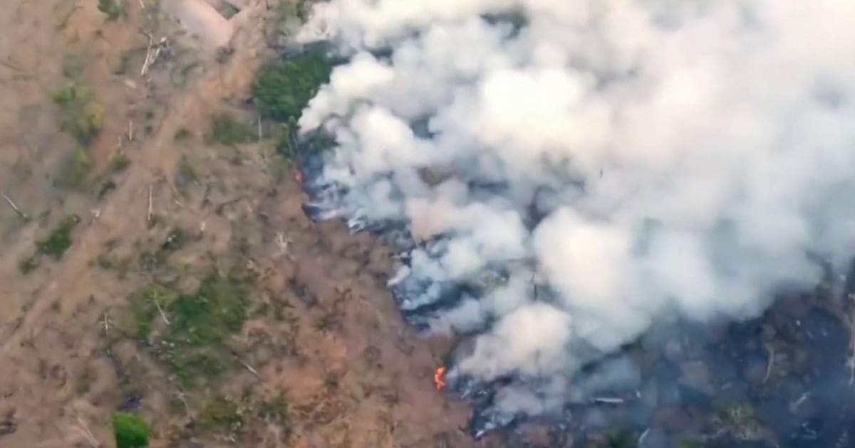 Worldwide pleas to save the Amazon as fires decimate rainforest