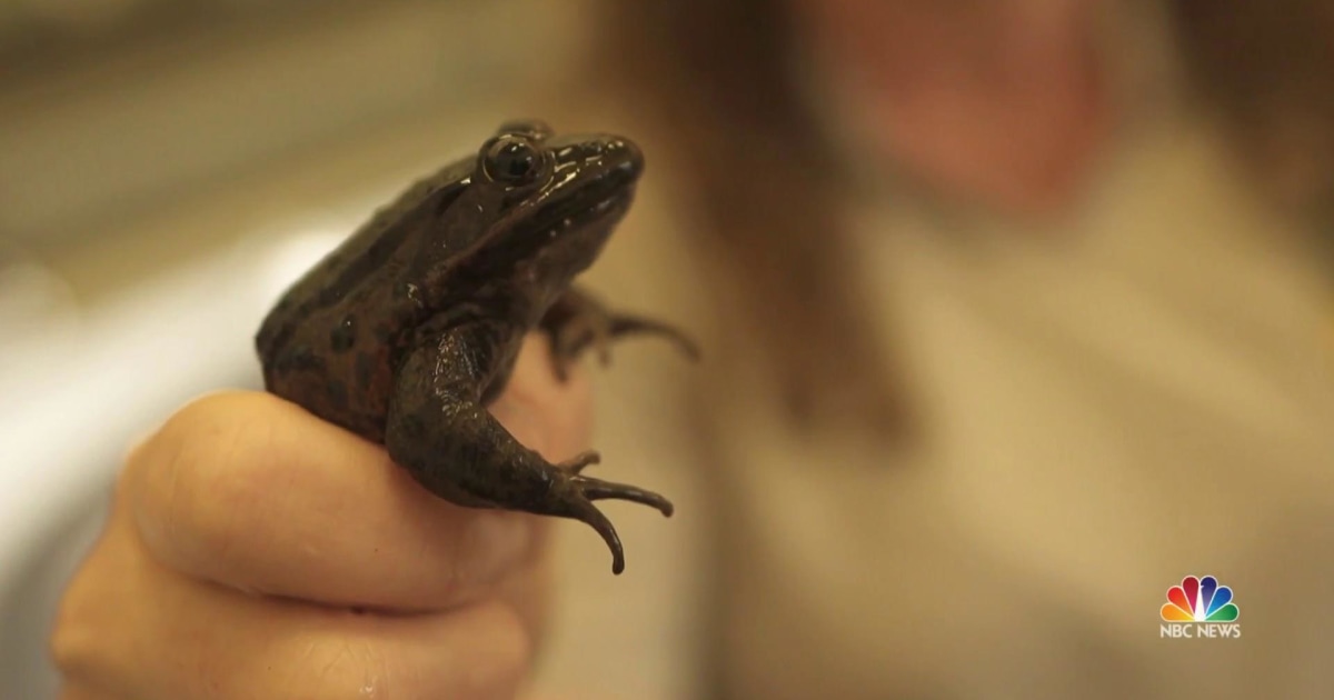 Biologists in California are bringing back the red-legged frog