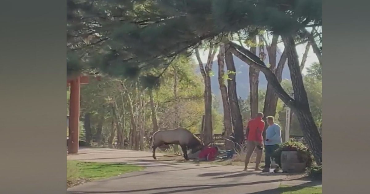 Charging elk caught on camera in Colorado