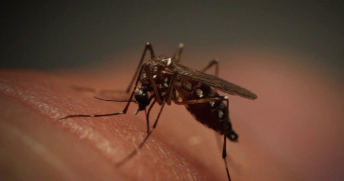 Two more people killed by rare mosquito-borne illness