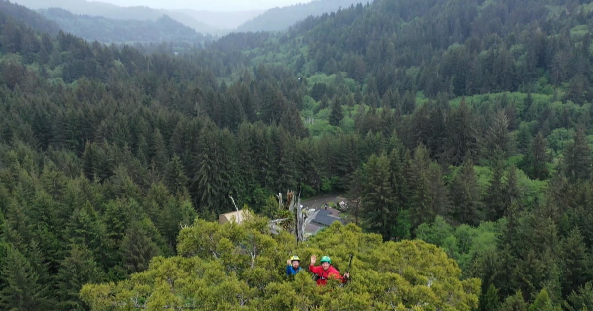 How we climbed California’s giant redwood trees (Part 2)