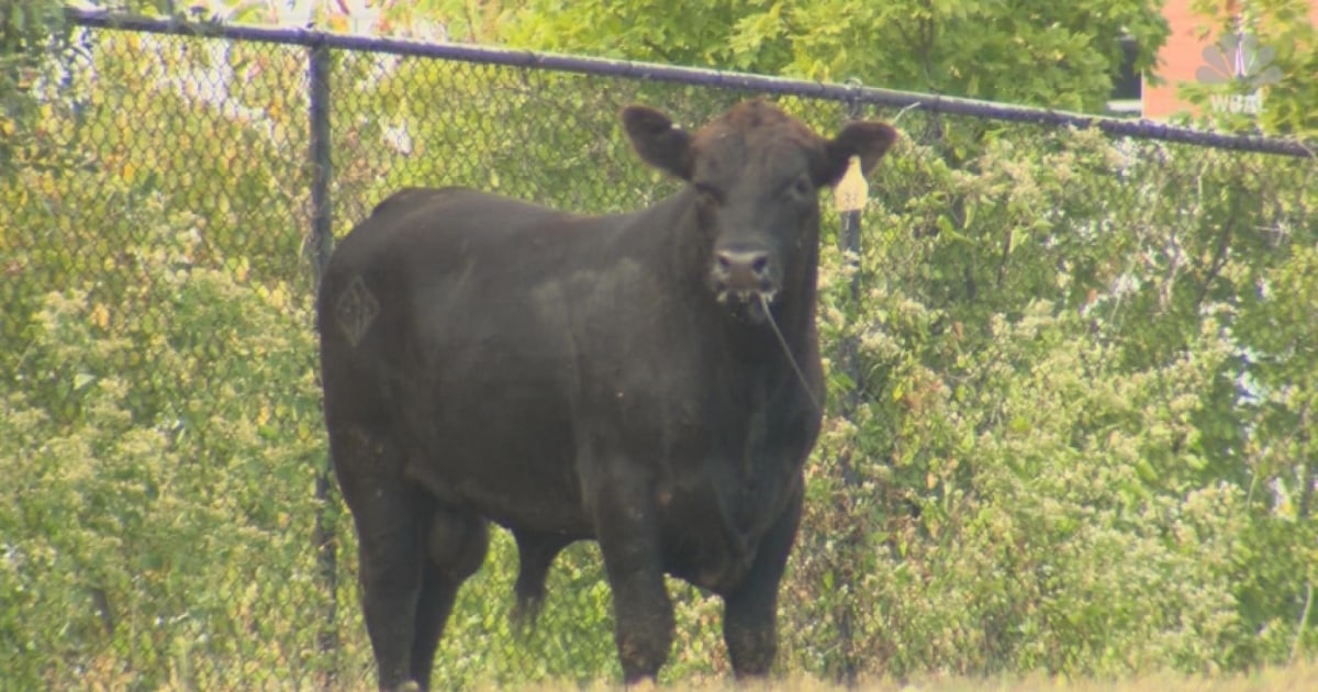 1,500-pound bull escapes trailer, runs loose in Baltimore