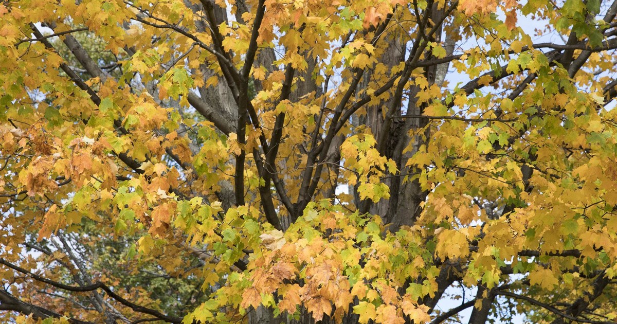 Why leaves change color: the science of fall foliage