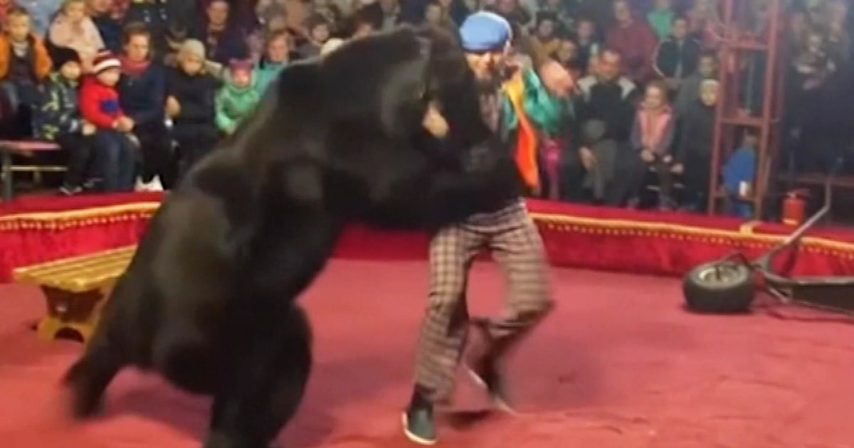 Bear attacks Russian circus performer
