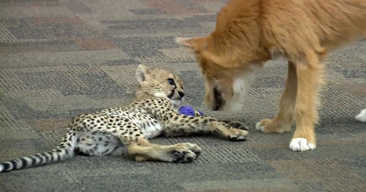 Rescue dog, cheetah cub team up at the Cincinnati Zoo