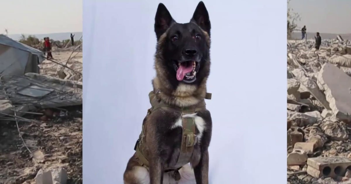 President Trump releases photo of ‘hero dog’ in al-Baghdadi raid