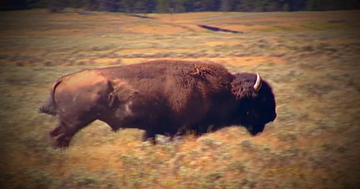 Bison attacks woman at same Utah park her date had been attacked 3 ...