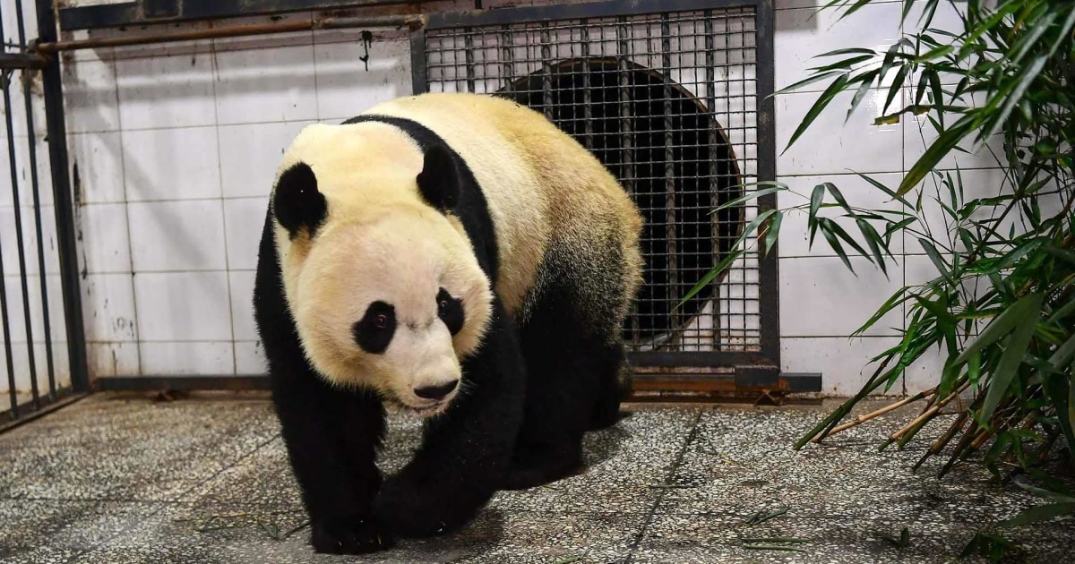National Zoo’s giant panda Bei Bei arrives at Chinese research center