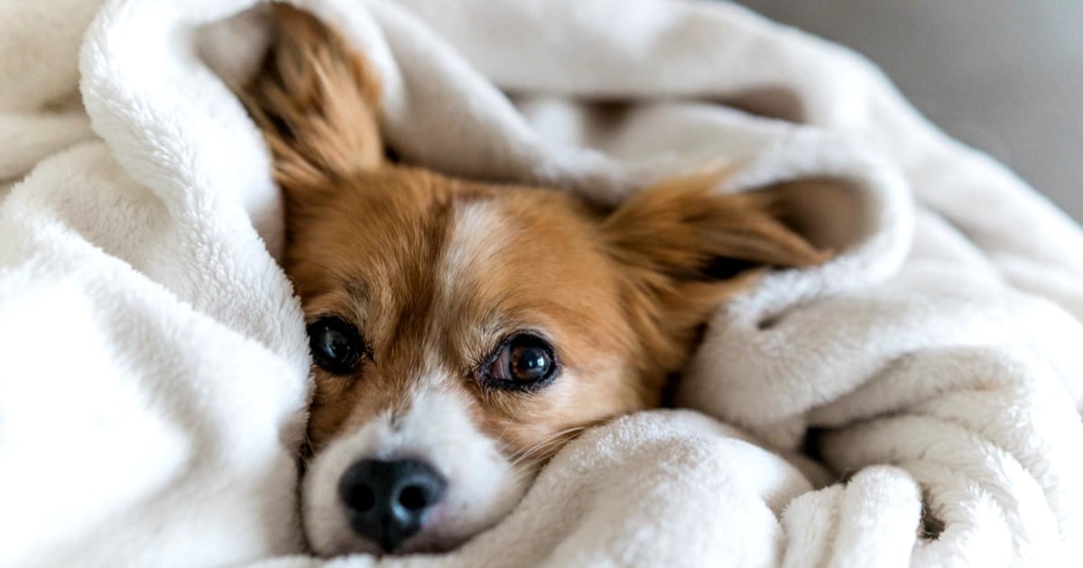 New study trying to improve lifespans and quality of life for dogs and ...