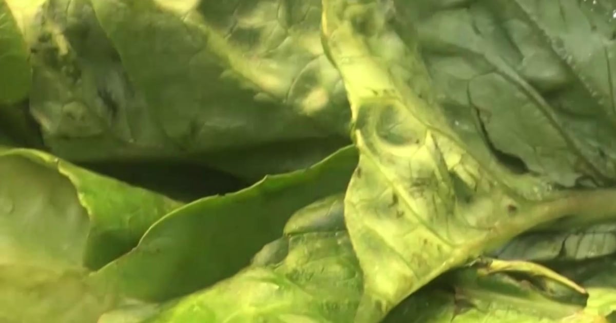 Growing outbreak: Romaine lettuce linked to 67 cases of E.coli, CDC warns