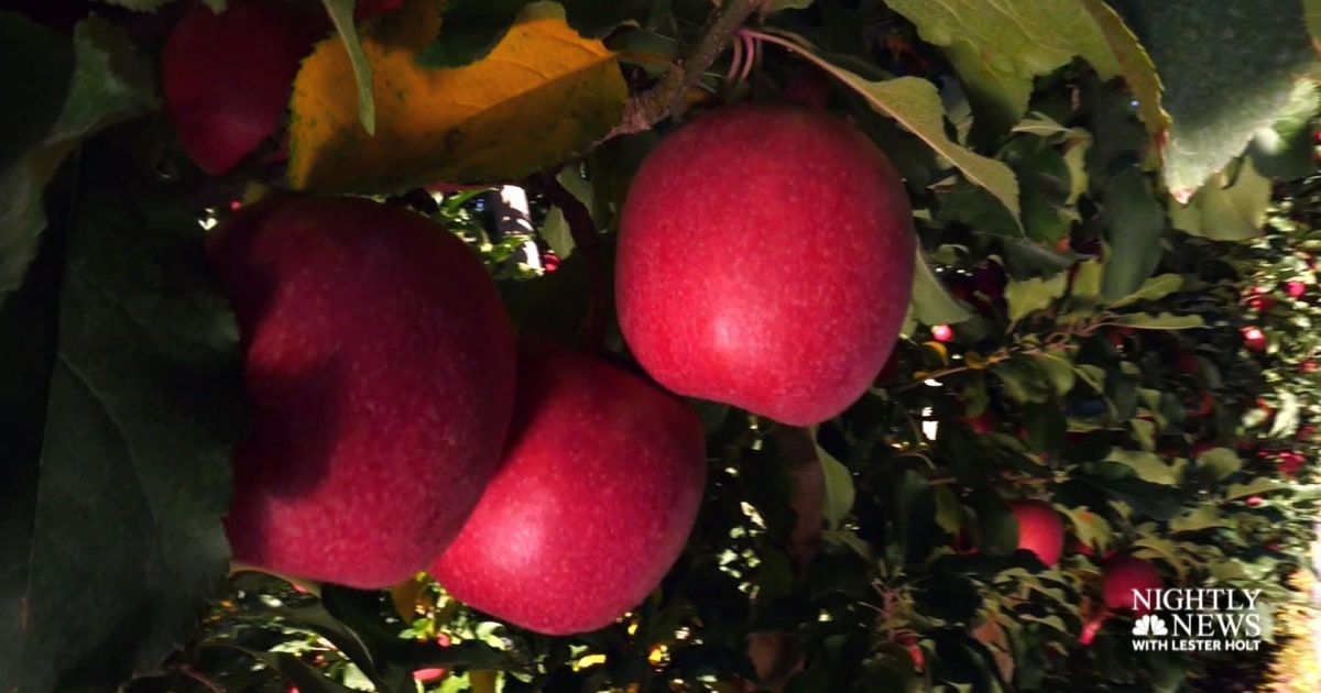 Introducing the Cosmic Crisp, the big apple growers are banking on