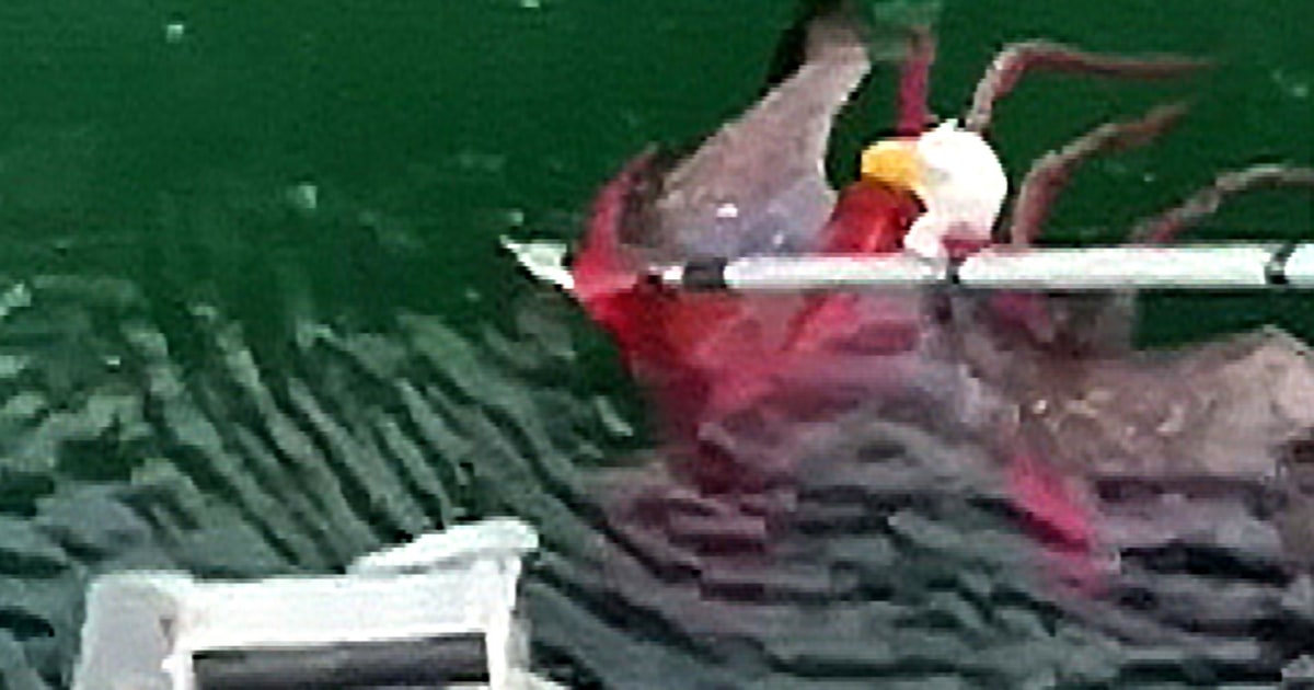 Fish farmers separate giant octopus and bald eagle battling in Canadian ...