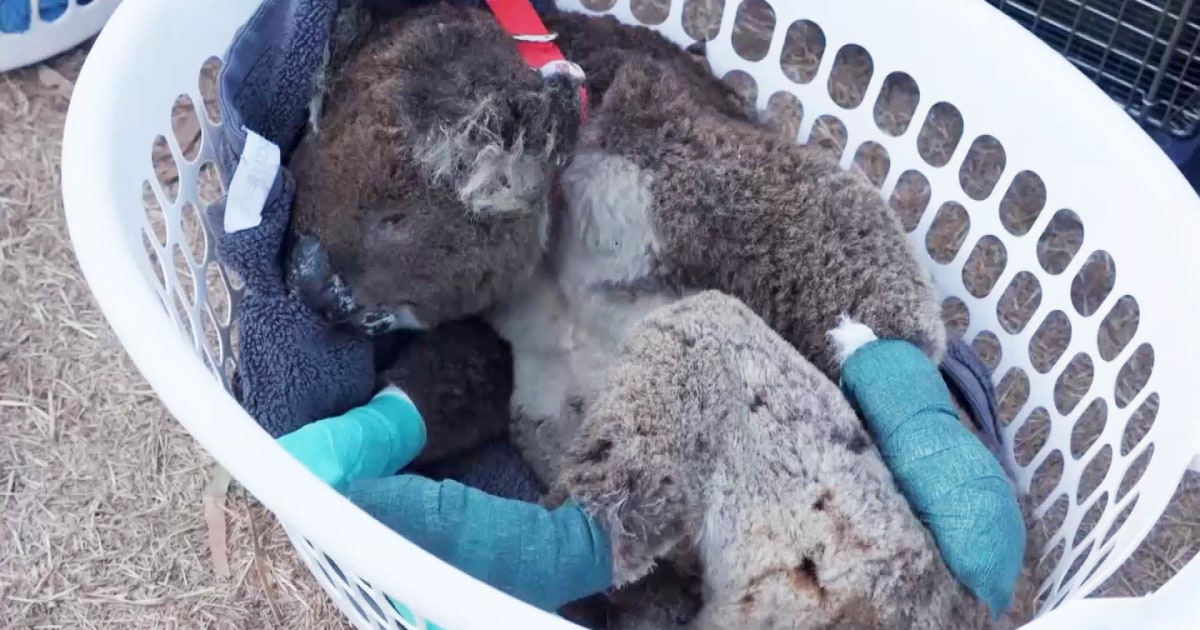 Animals burned by Australia’s wildfires receive medical treatment