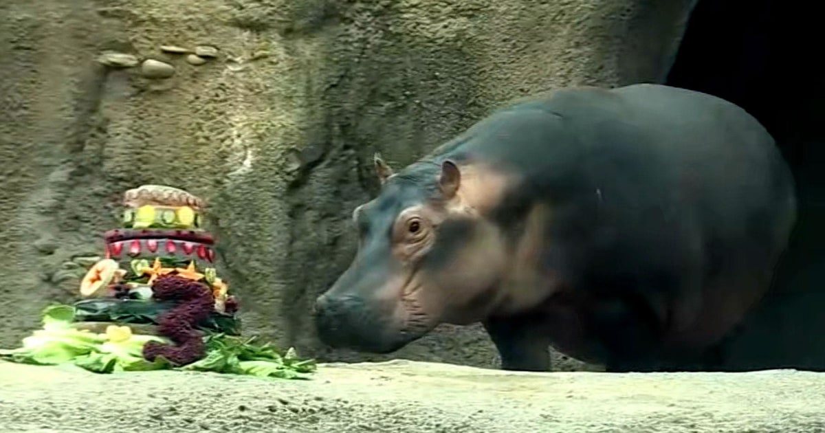 Hippo Fiona celebrates third birthday at Cincinnati Zoo