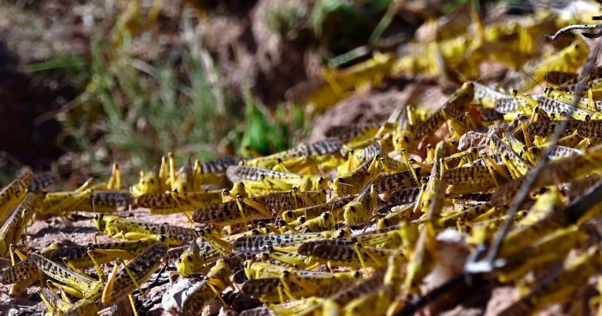 Devasting plague of locusts could hit East Africa