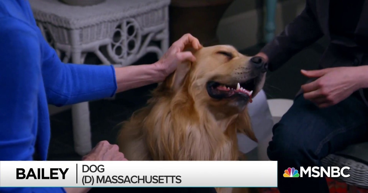 Bailey the dog develops a taste for television