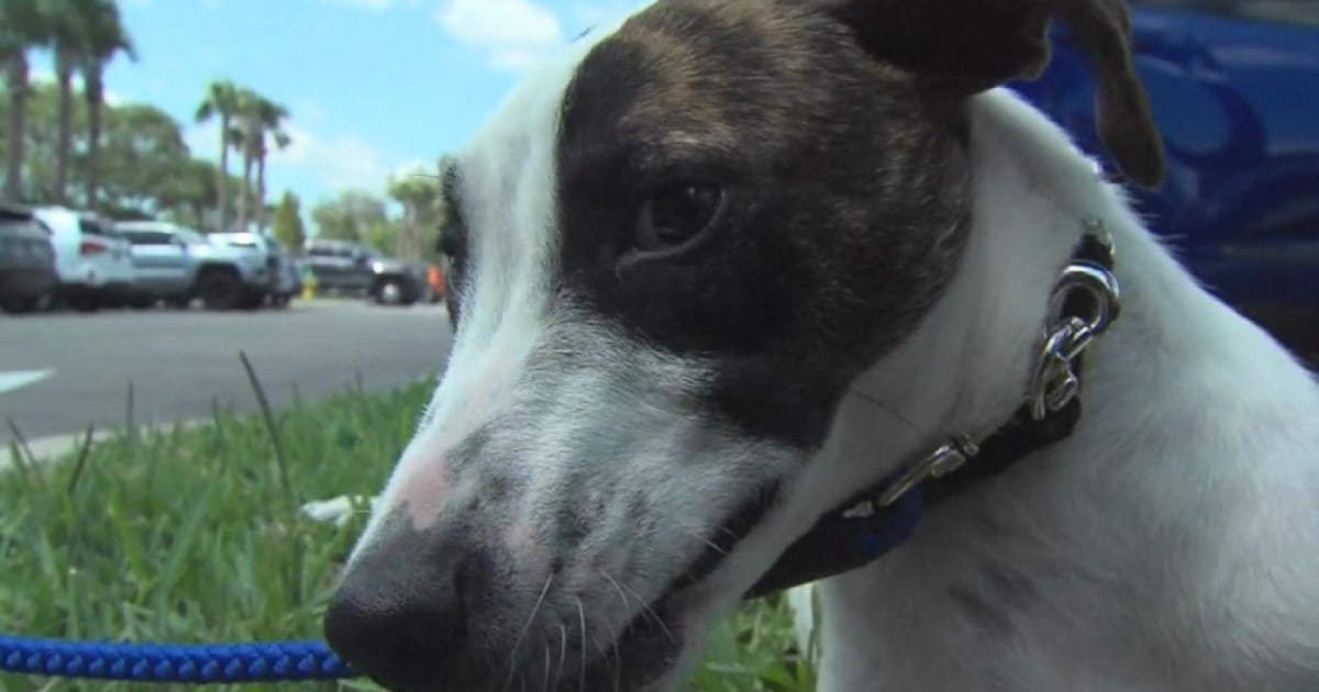 Social distancing stressful for pets as well as their humans