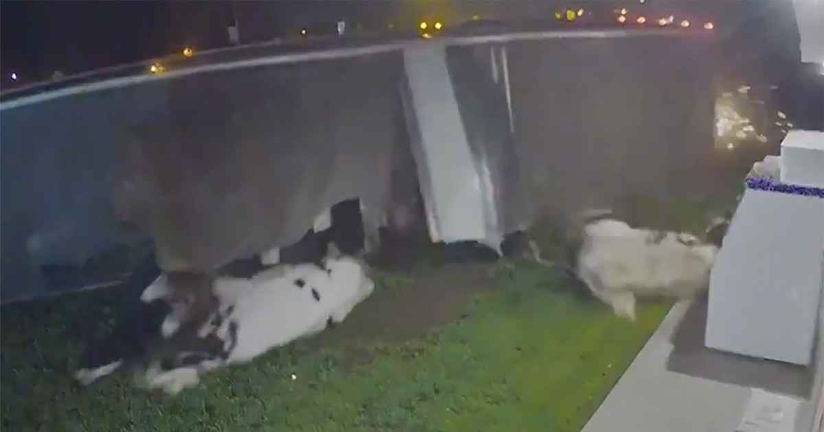 do cows fall over when scared