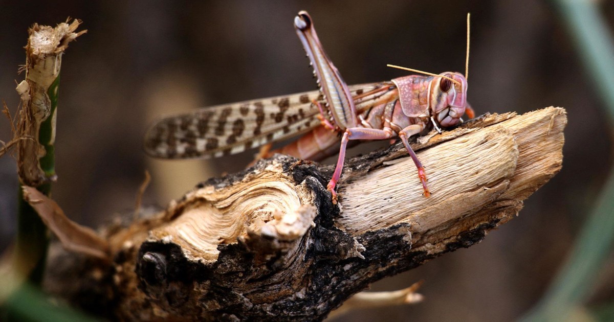 Swarm of locusts descends on city in northern India