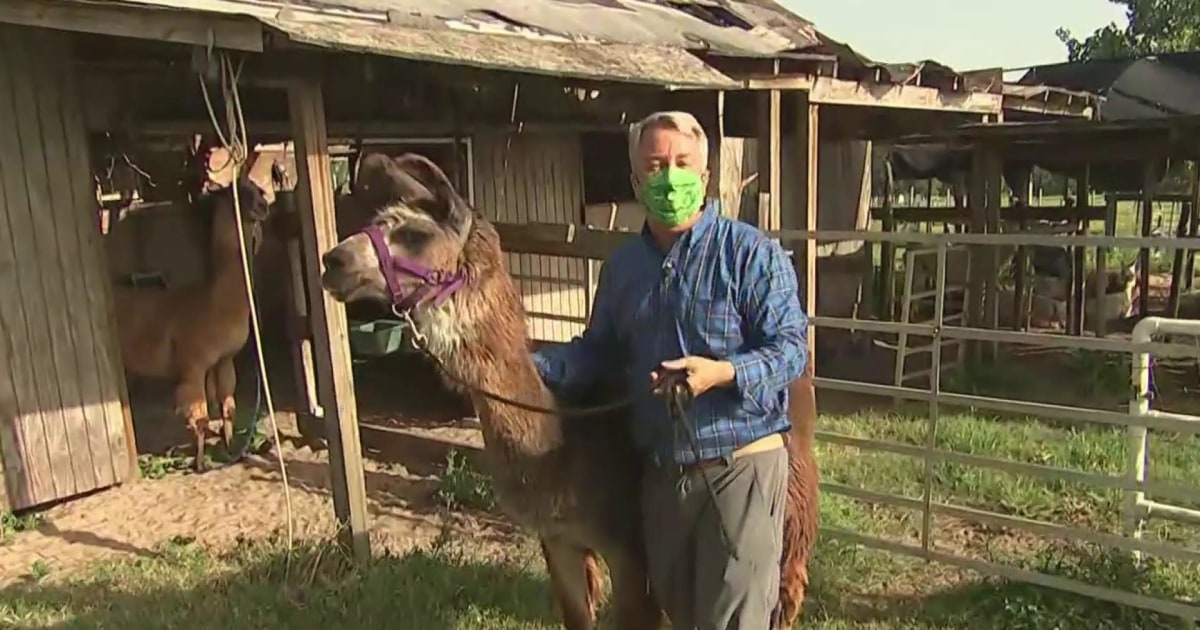 Llamas serve surprising role in coronavirus antibody treatment