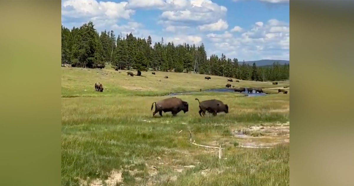 Woman trips running away from charging bison, plays dead to avoid attack