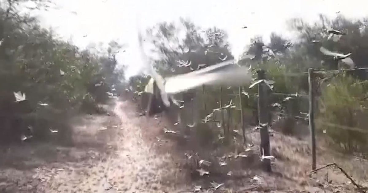 Swarm of locusts descends on northern Argentina