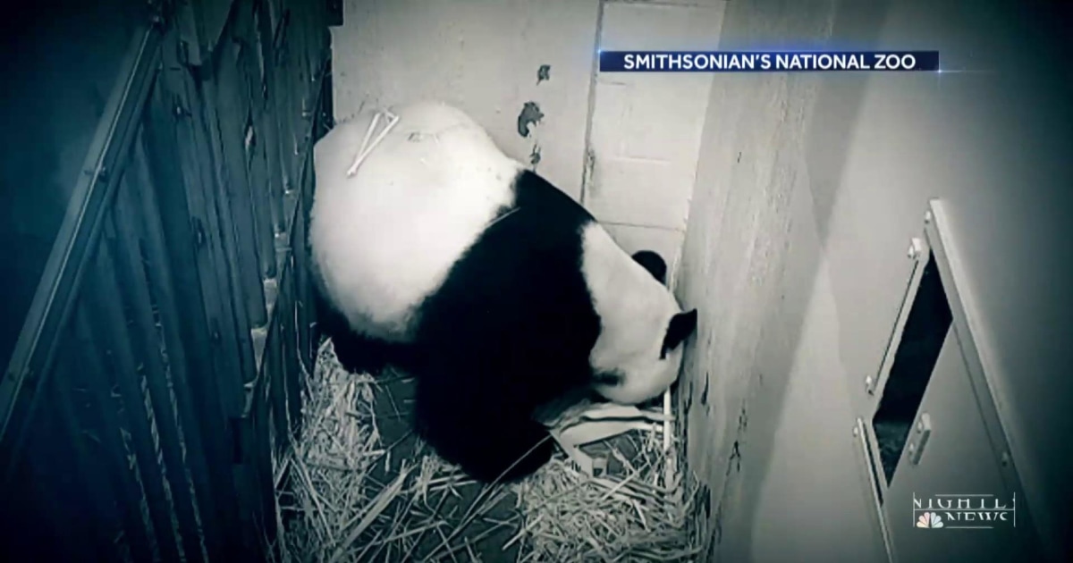 National Zoo celebrates birth of giant panda cub