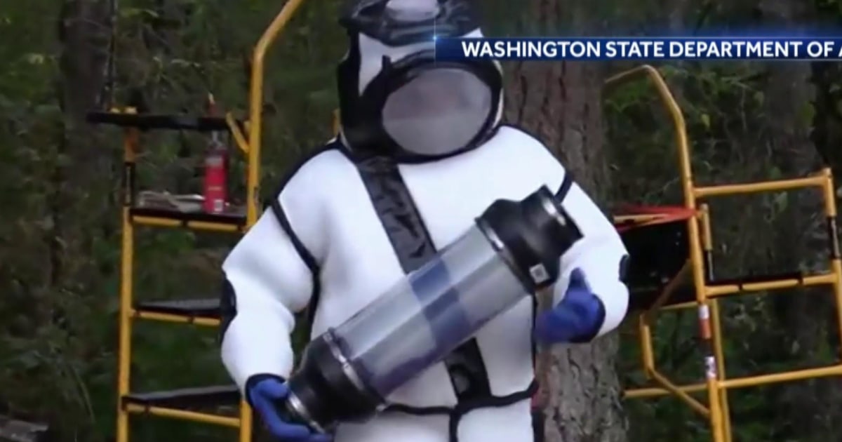 How scientists tracked and destroyed the first U.S. murder hornet nest