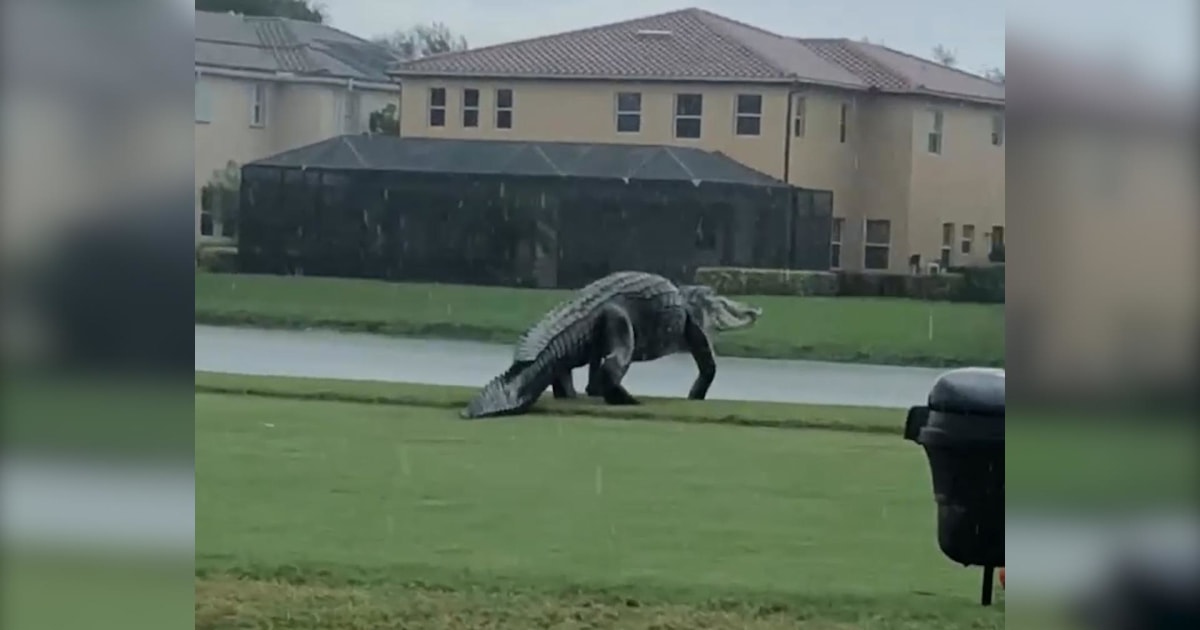 Massive alligator spotted on Florida golf course