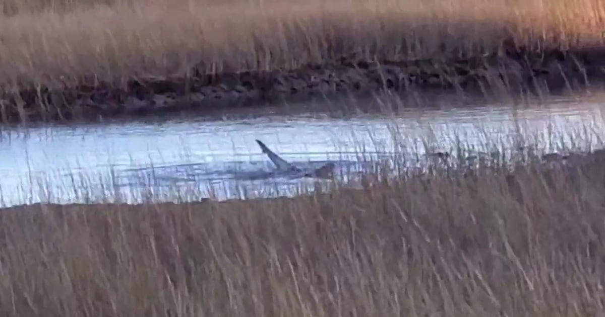 Video shows rare shark sighting in Cape Cod