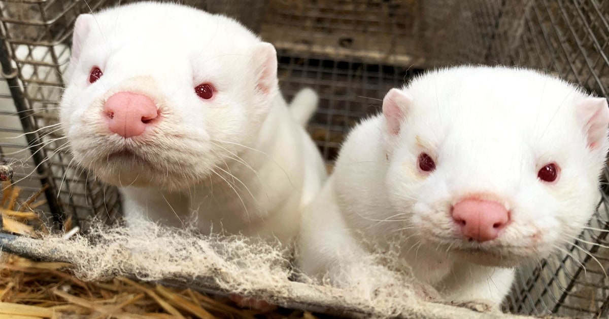 Millions of minks to be culled in Denmark as coronavirus safety measure