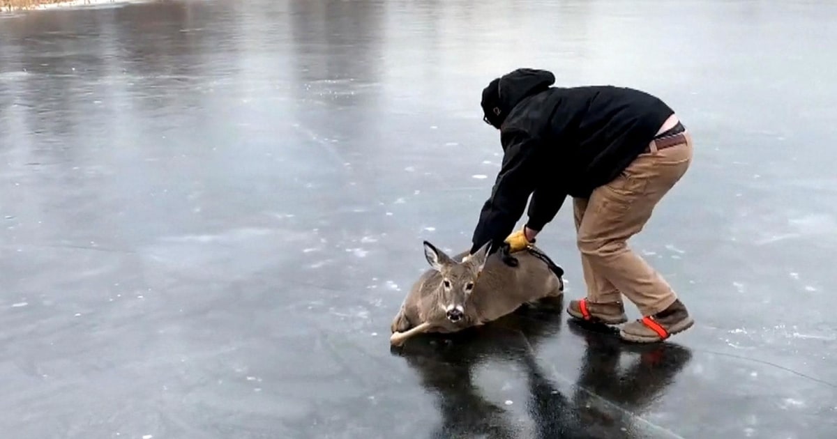 Wisconsin man rescues deer stranded in middle of frozen reservoir