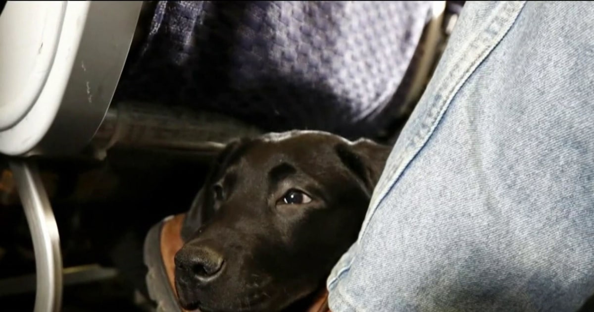 DOT rules dogs are only service animals allowed on passenger planes
