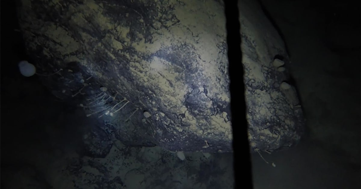 Video shows discovery of sea-sponges living nearly half a mile beneath ...