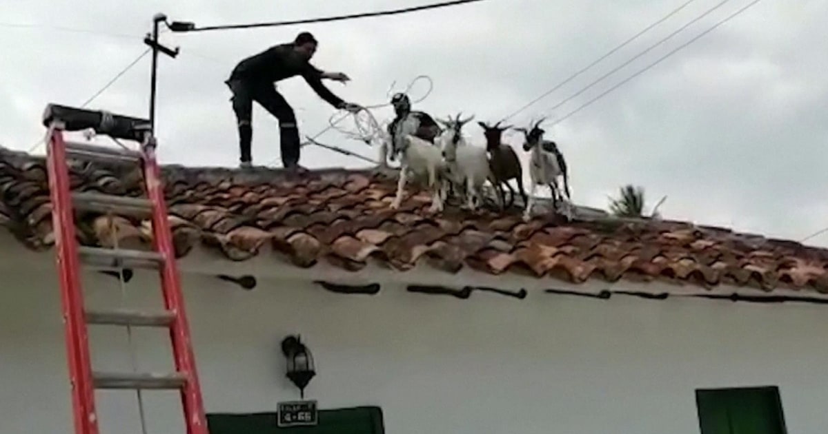 Firefighters rescue goats trapped on a roof