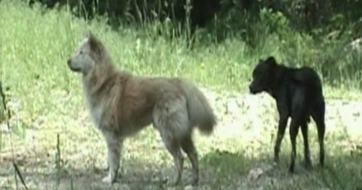 Detroit's stray dog problem under international microscope