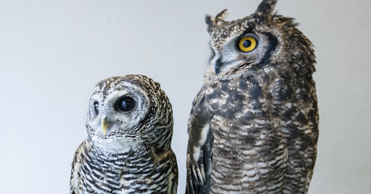 Fans Flock to Owl Cafe in Tokyo