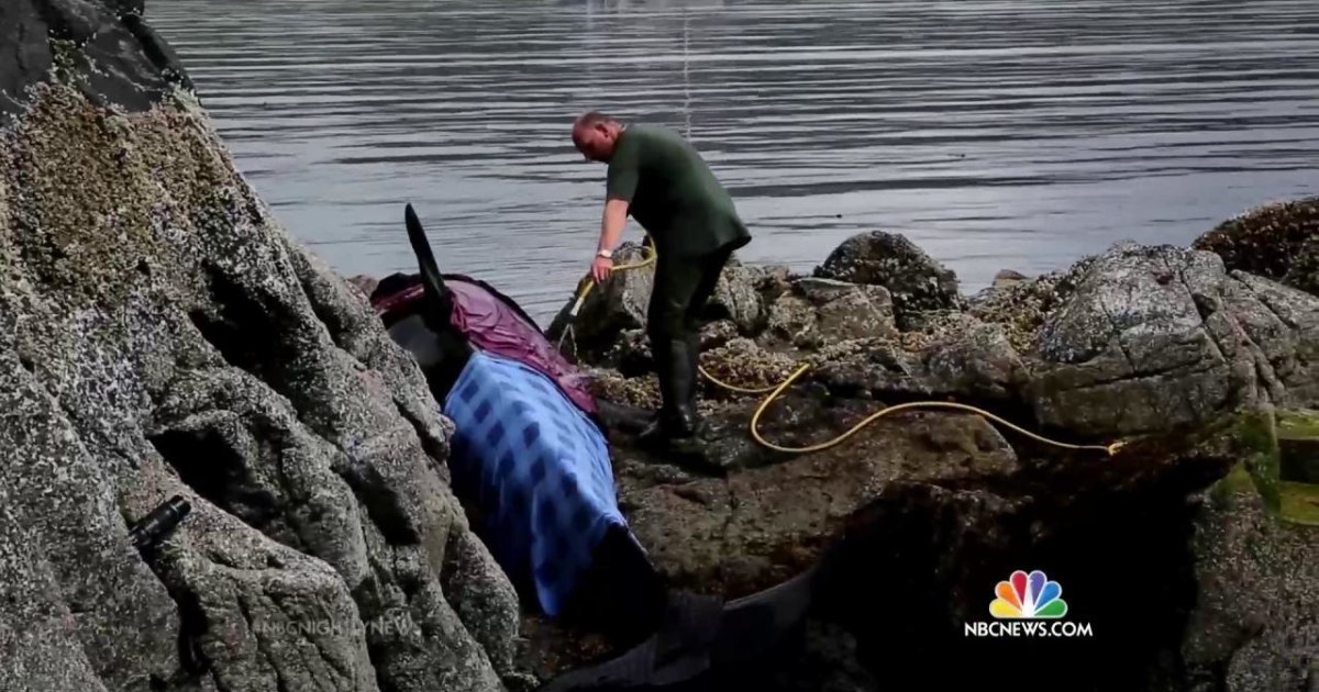 Orca Reunites With Family After Eight-Hour Rescue Sets Her Free