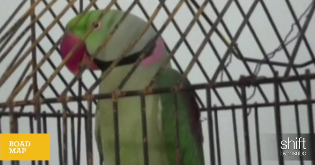 Police arrest talking parrot for foul language