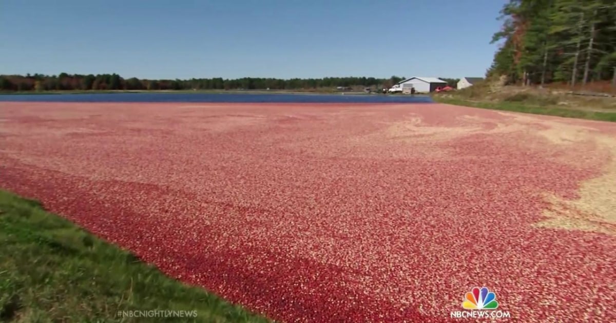 How to Grow the Perfect Cranberry