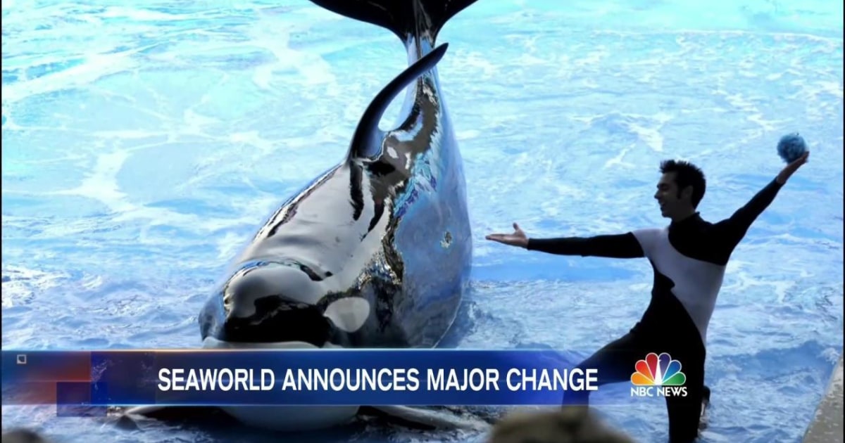 Seaworld To End Killer Whale Breeding Program